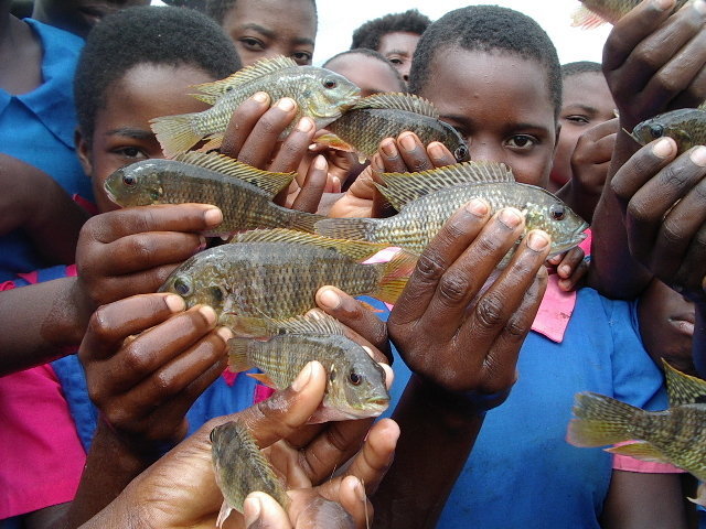 Fish to Feed HIV affected families in Malawi - GlobalGiving