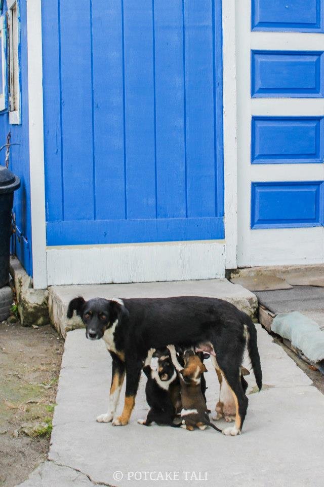 Operation Potcake - Nassau Bahamas - GlobalGiving