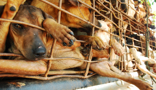 Help dogs rescued from the barbaric dog meat trade - GlobalGiving