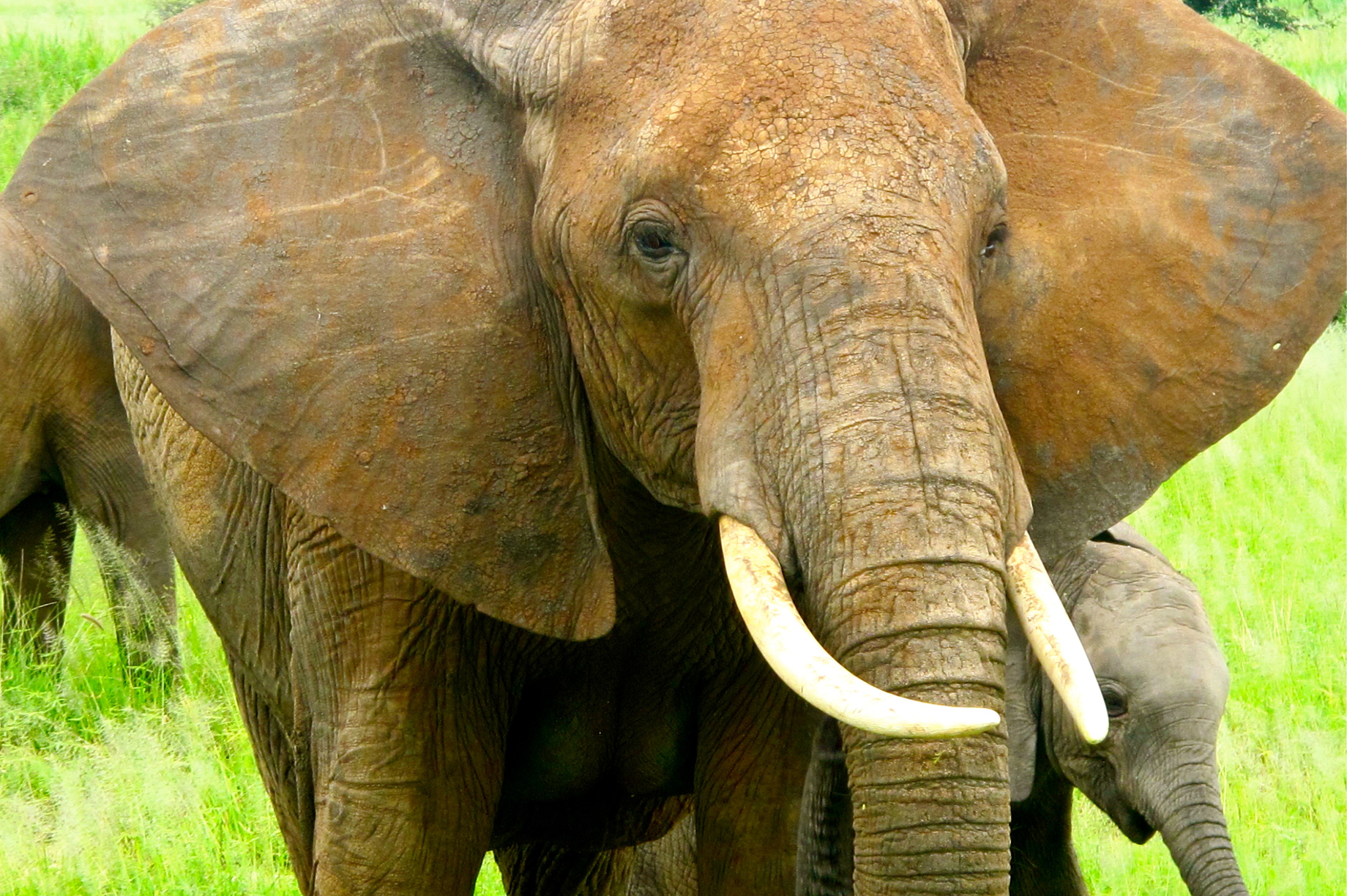 Save Elephants & End Poaching in Tanzania - GlobalGiving