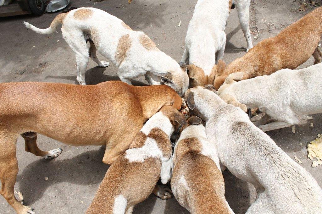 Help Animals in 10 Countries Get Needed Care - GlobalGiving