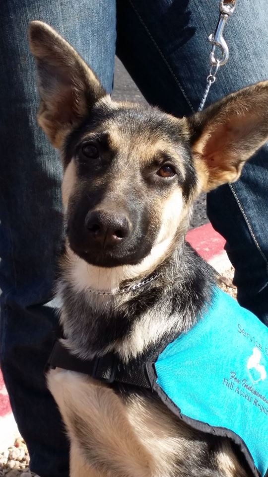 Seizure-Response Dog for Tiffany - GlobalGiving