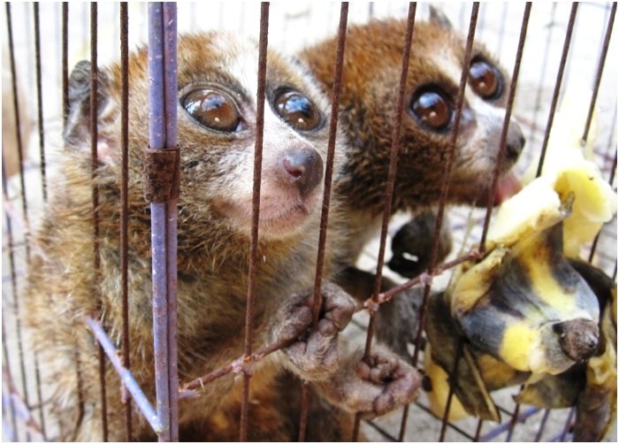 Protect the Rare and Endangered Slow Loris - GlobalGiving