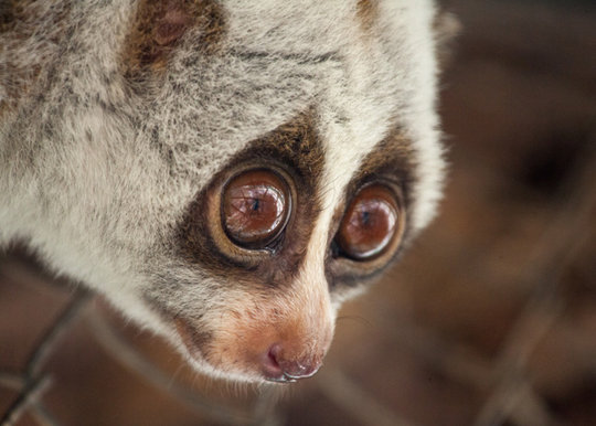 Protect the Rare and Endangered Slow Loris - GlobalGiving