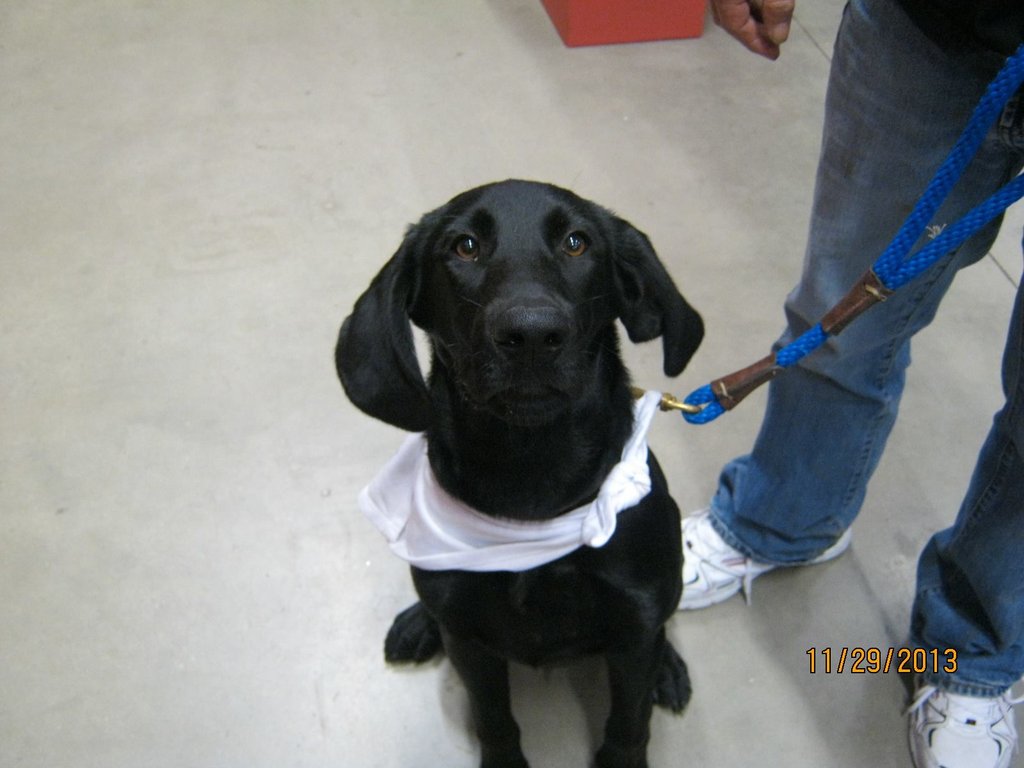 Seizure-Response Dog for Jenny - GlobalGiving