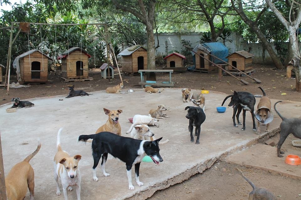 A HOME FOR 158 ANIMALS RESCUED - GlobalGiving