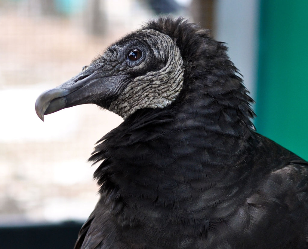 Rehabilitate Mammals and Raptors in Georgia - GlobalGiving