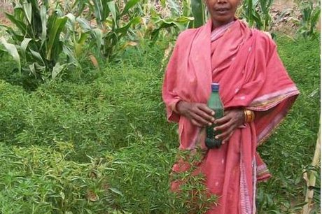 Increasing income of 500 tribal farmers of Odisha - GlobalGiving