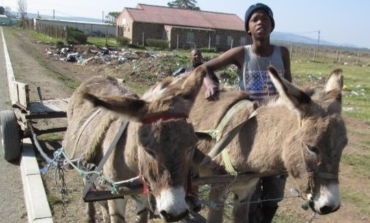 Uplift 240 poor South Africans relying on donkeys - GlobalGiving