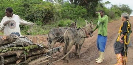 Uplift 240 poor South Africans relying on donkeys - GlobalGiving