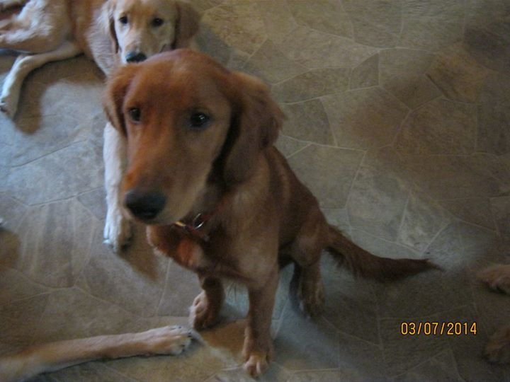 Seizure-Response Dog for Damien - GlobalGiving