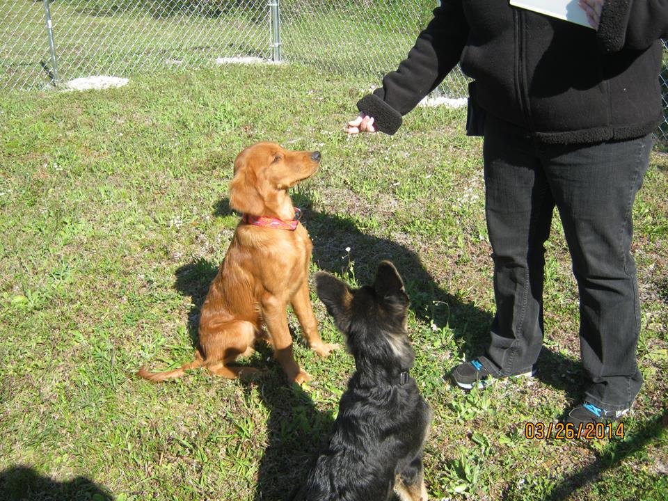 Seizure-Response Dog for Damien - GlobalGiving