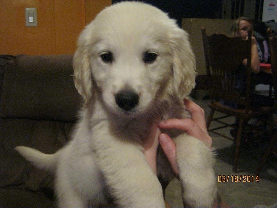 Seizure-Response Dog for Nicole - GlobalGiving