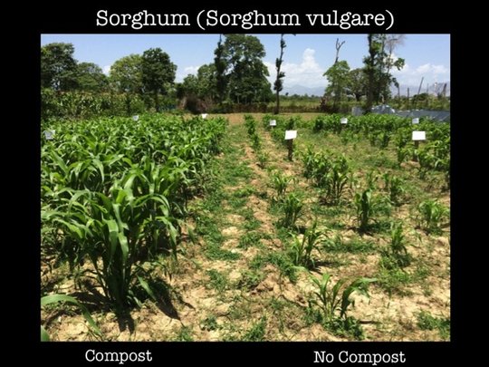 Support Sustainable Agriculture in Haiti - GlobalGiving