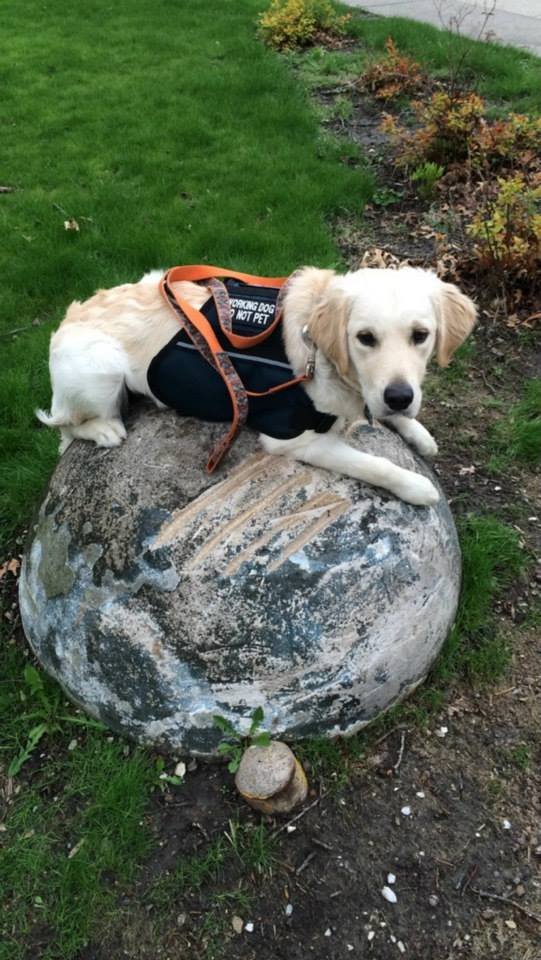 Seizure-Response Dog for Ann - GlobalGiving
