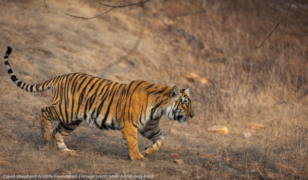 Protecting Tigers - GlobalGiving