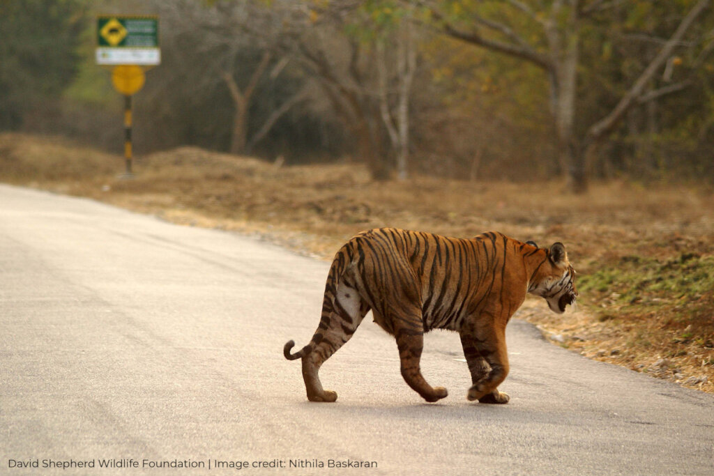 Protecting Tigers - GlobalGiving