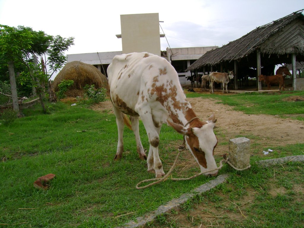 Rehabilitation of Partial Disabled Cows - GlobalGiving