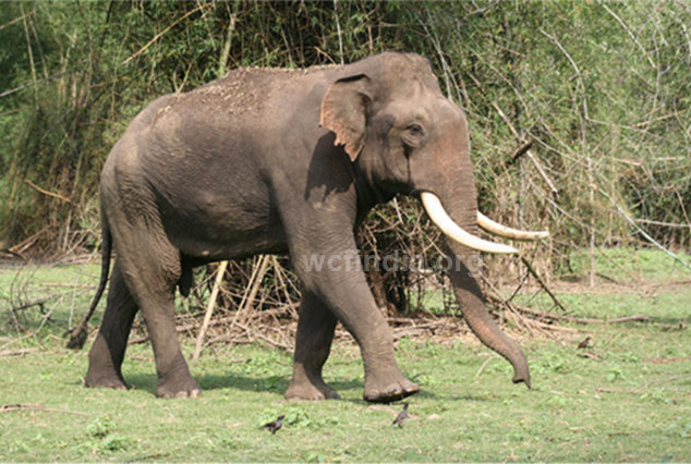 COMMUNITY BASED POWER FENCE TO SAVE ELEPHANT - GlobalGiving