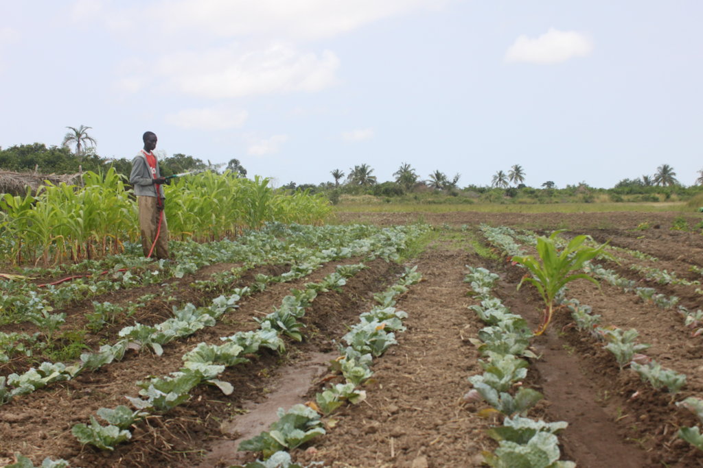 Agriculture a business for young adults in Ghana - GlobalGiving