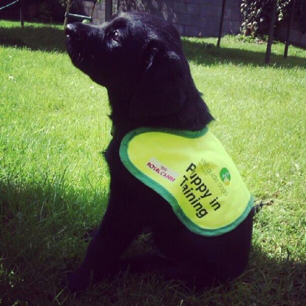How to Share Sponsor a Puppy - Irish Guide Dogs for the Blind ...