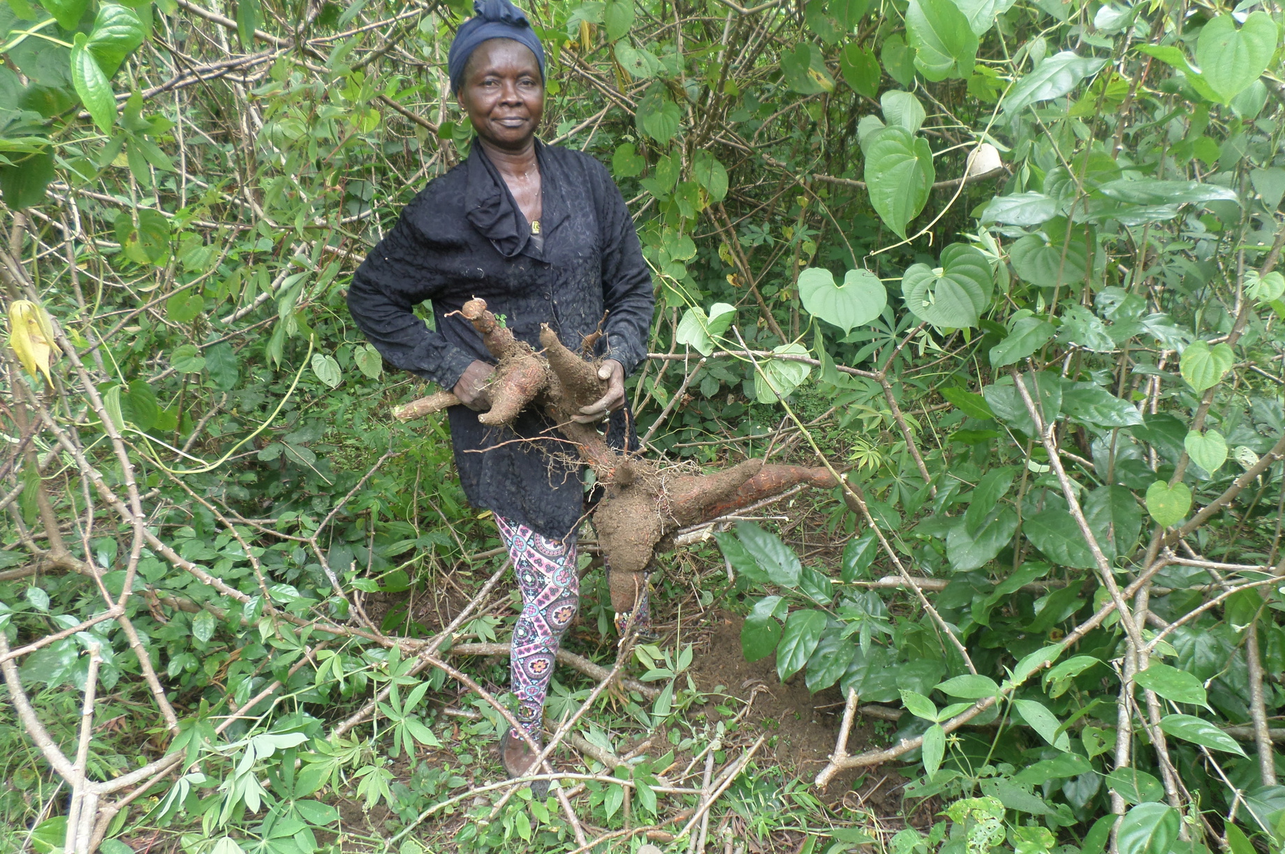 Help Cassava farmers feed 5 million Cameroonians - GlobalGiving