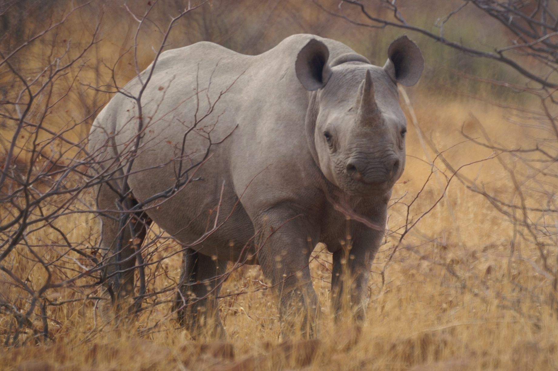 Help Protect Free-Roaming Black Rhino in Namibia - GlobalGiving