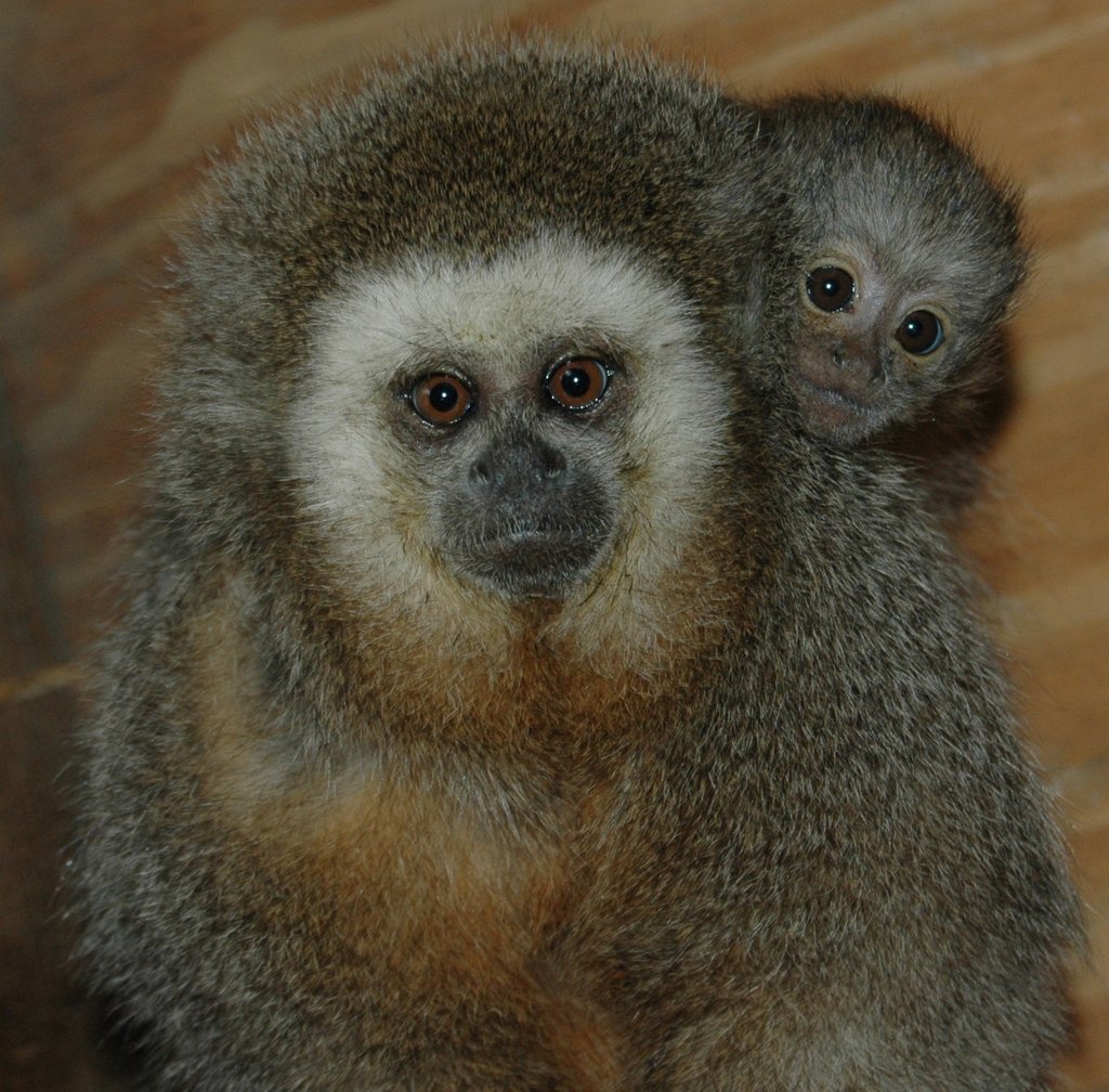 Creation of protected area for titi monkey in Peru - GlobalGiving