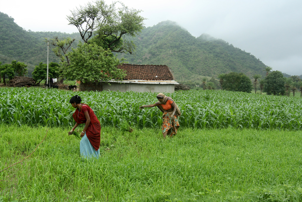 Photos from Support Poor Farmers in India - GlobalGiving