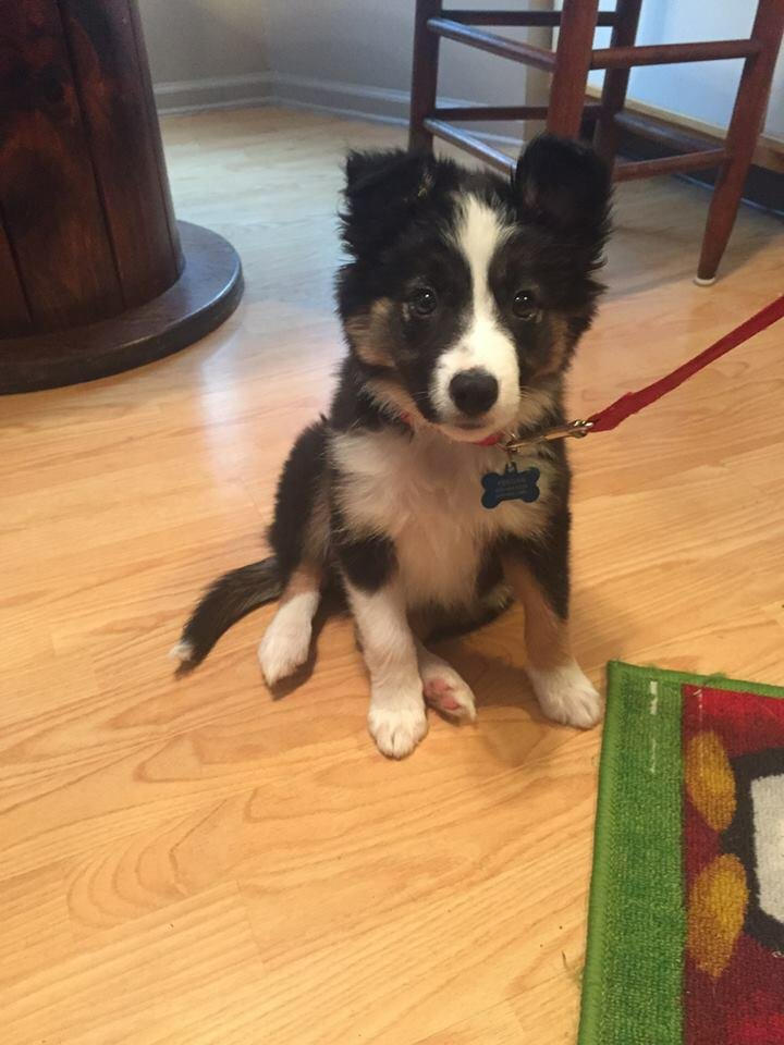 Seizure-Response Dog for Taylor - GlobalGiving