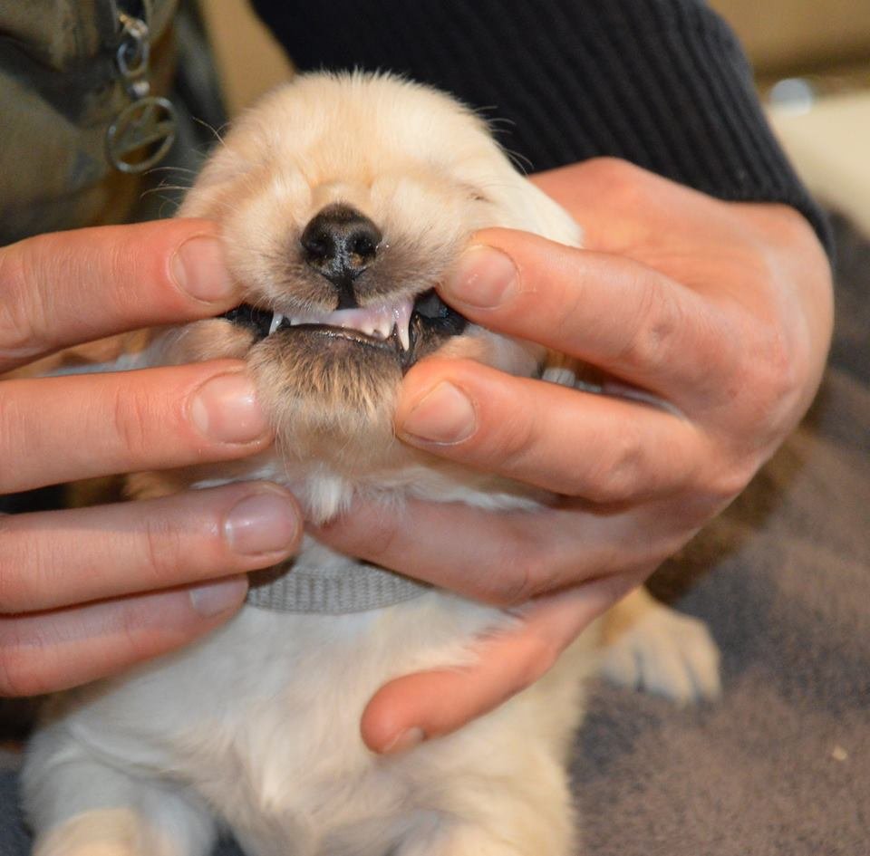 5 puppies to become buddies for disabled people - GlobalGiving