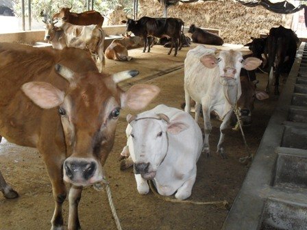 Your Help will Save a Cow - GlobalGiving