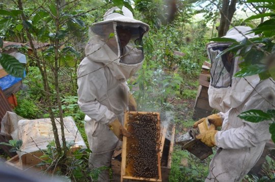 Grow an Indigenous Youths' Beekeeping Cooperative - GlobalGiving
