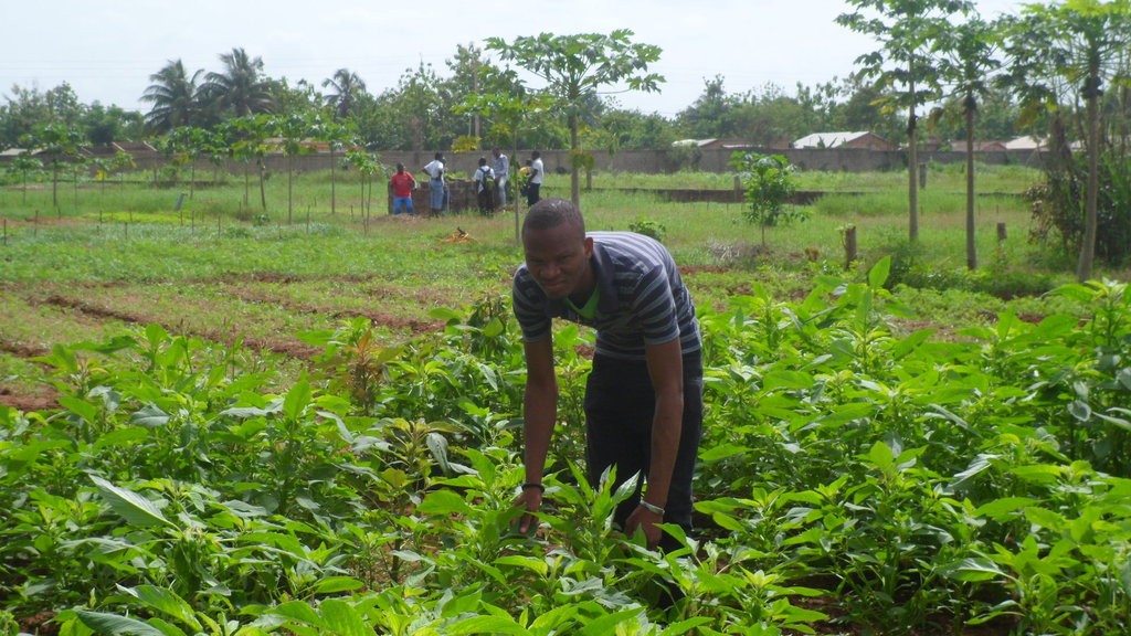 Integration of 150 young in agriculture in Benin - GlobalGiving