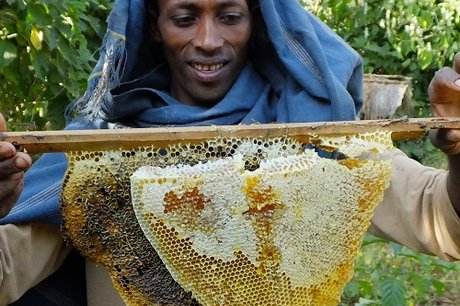 People and Bees in Ethiopia - GlobalGiving