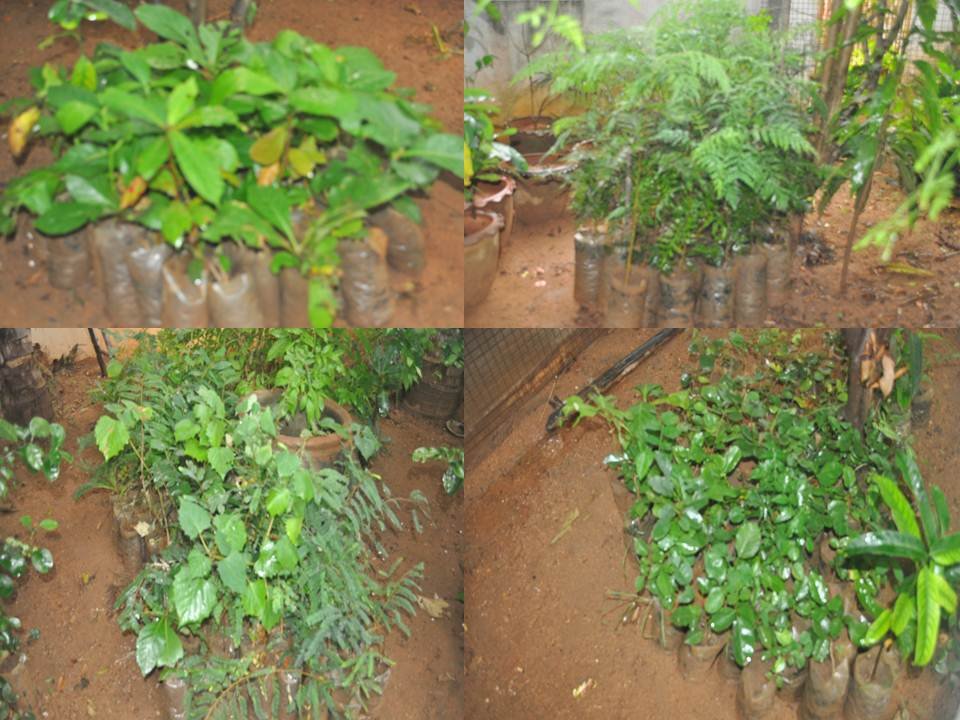 Provide 1000 plants to school planting program - GlobalGiving