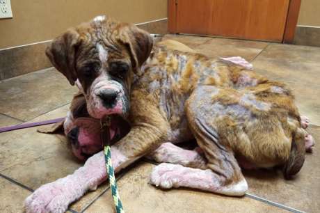 BOXERS- sick, injured & distressed need your help - GlobalGiving