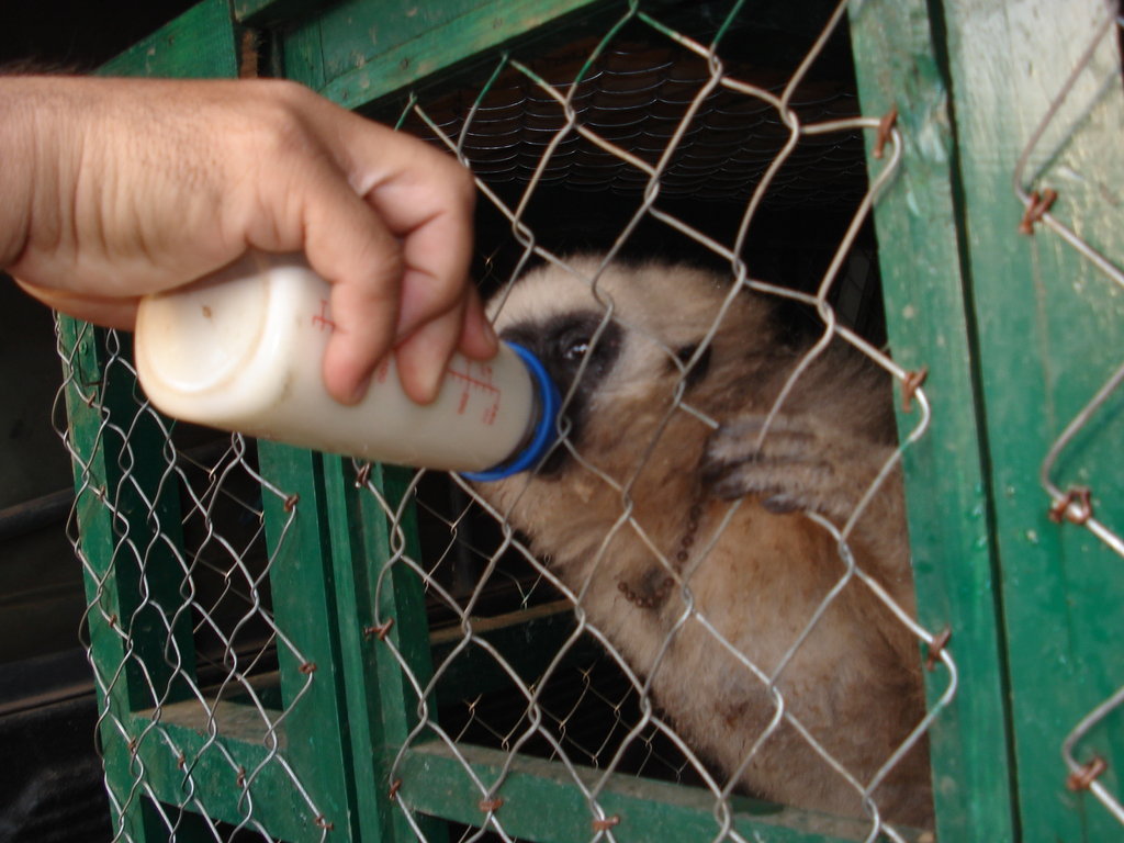 Help Rescue Primates from Illegal Trafficking - GlobalGiving