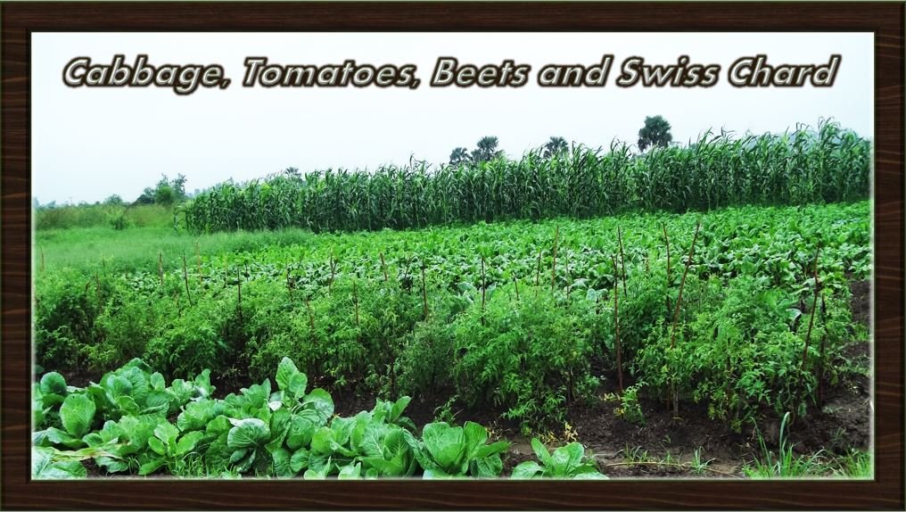 Health And Wealth Through Sustainable Agriculture - GlobalGiving