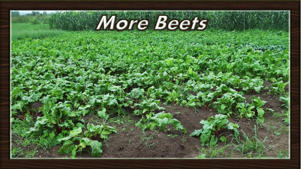 Health And Wealth Through Sustainable Agriculture - GlobalGiving