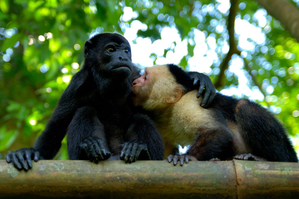 Jaguar Rescue Center: helping injured wild animals - GlobalGiving