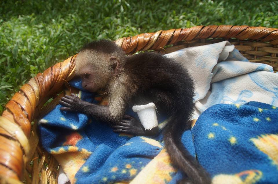 Jaguar Rescue Center: helping injured wild animals - GlobalGiving