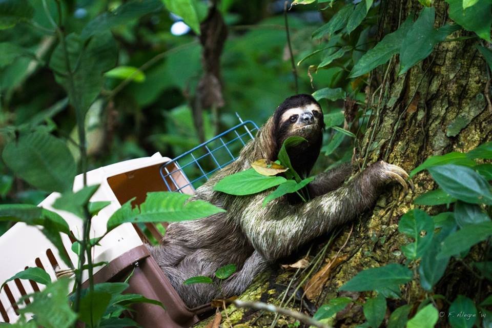 Jaguar Rescue Center: helping injured wild animals - GlobalGiving