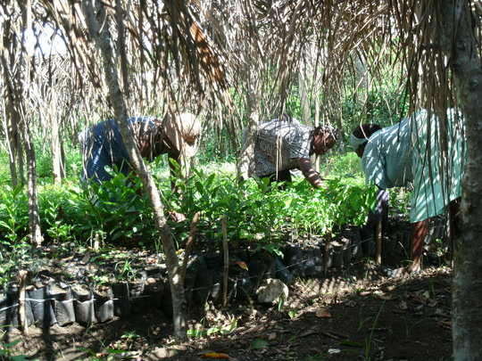 Let's Plant Trees in Haiti, Together! - GlobalGiving