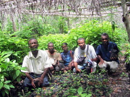Let's Plant Trees in Haiti, Together! - GlobalGiving