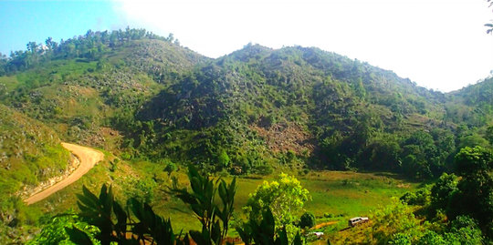 Let's Plant Trees in Haiti, Together! - GlobalGiving