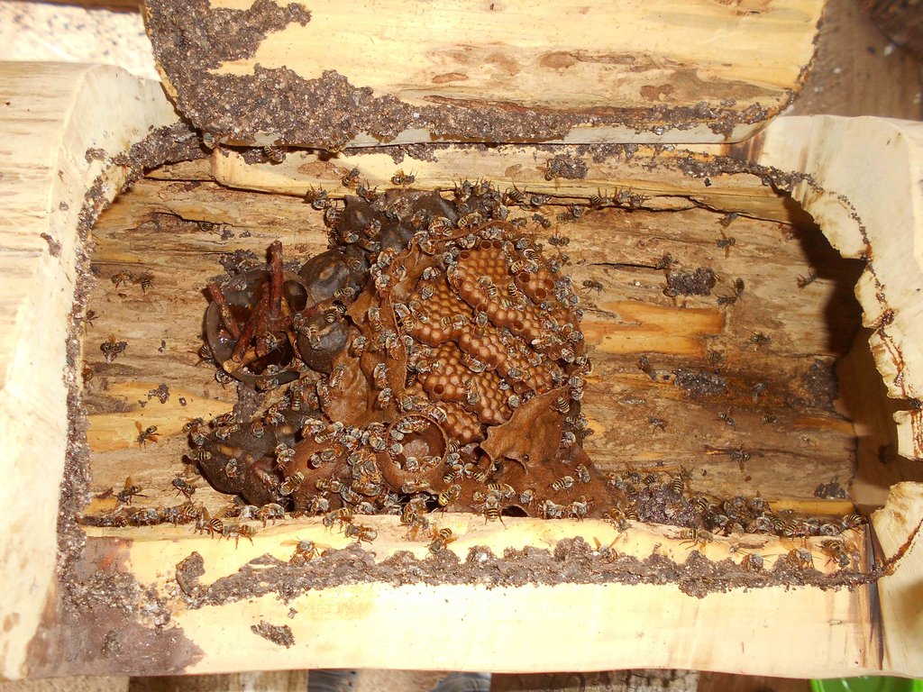Bring Back Native Stingless Bees, Empower Women - GlobalGiving