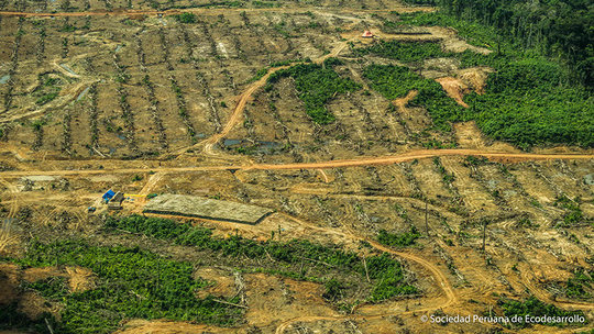 Communicate the impacts of deforestation in Peru - GlobalGiving