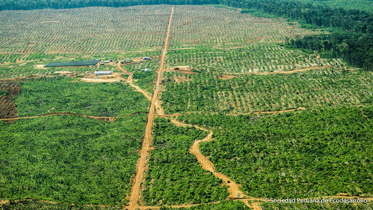 Communicate the impacts of deforestation in Peru - GlobalGiving