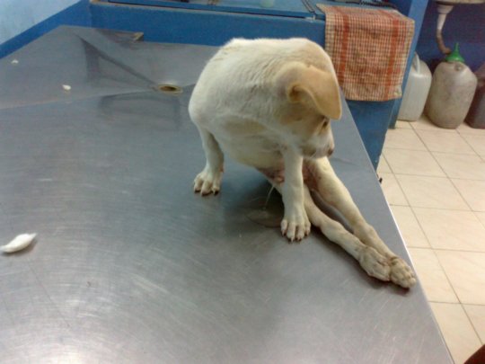 Rescue,Love,Save-1000's of Suffering Animals.India - GlobalGiving